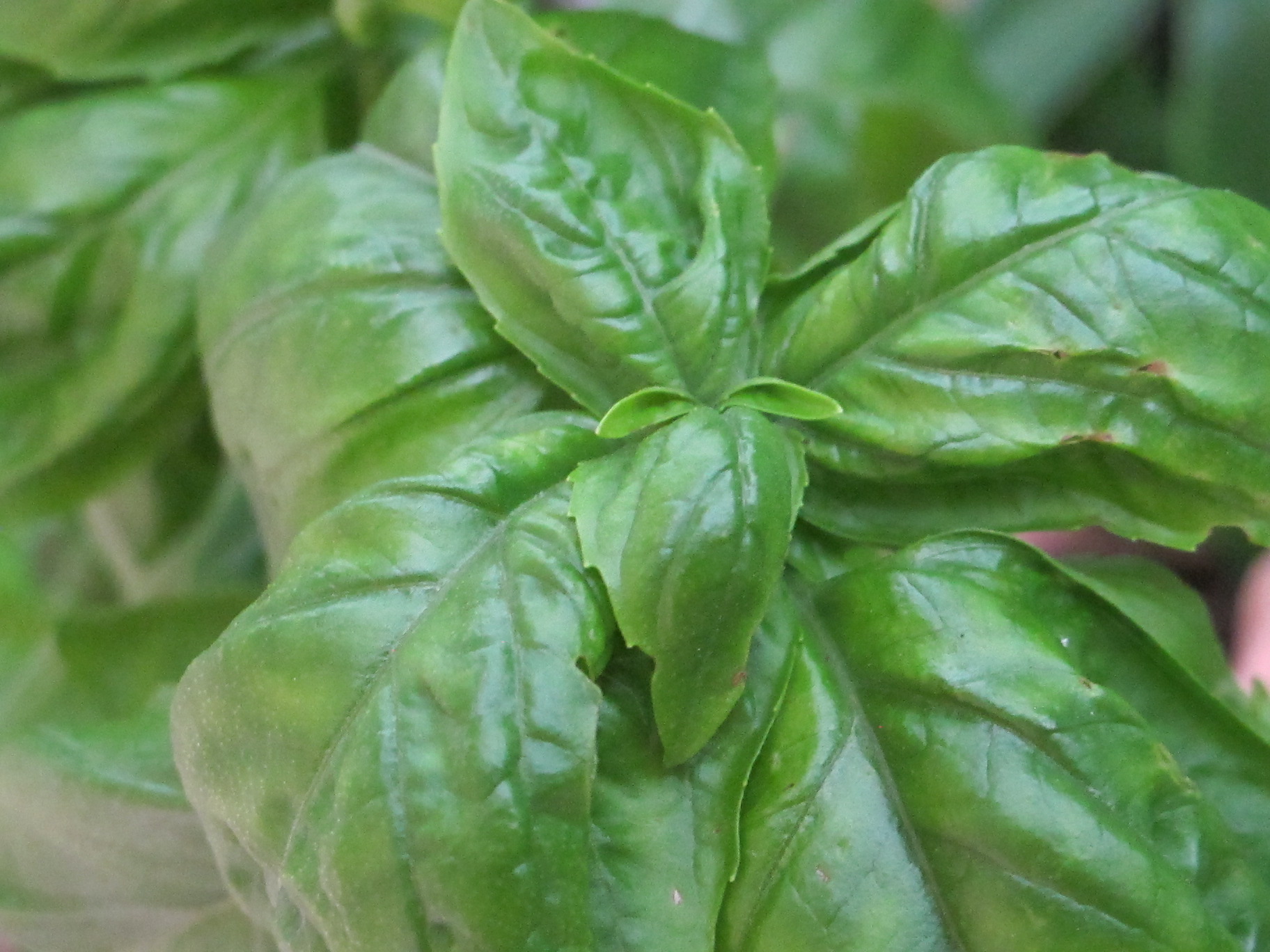 Best Basil
